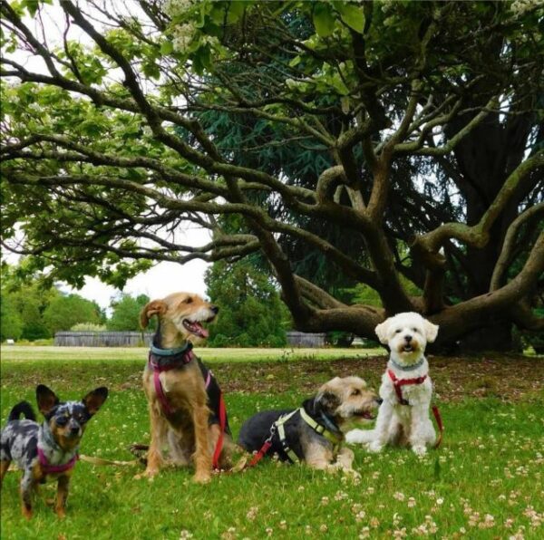 Les plus beaux parcs qui acceptent les chiens