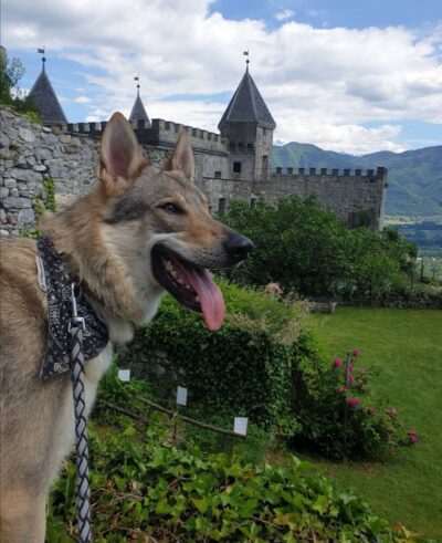 Les 13 plus beaux châteaux à visiter avec son chien